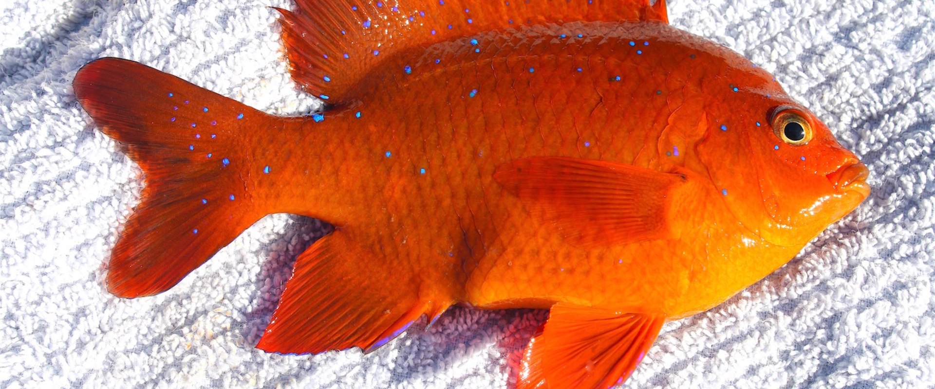 What is the orange fish in dana point harbor?