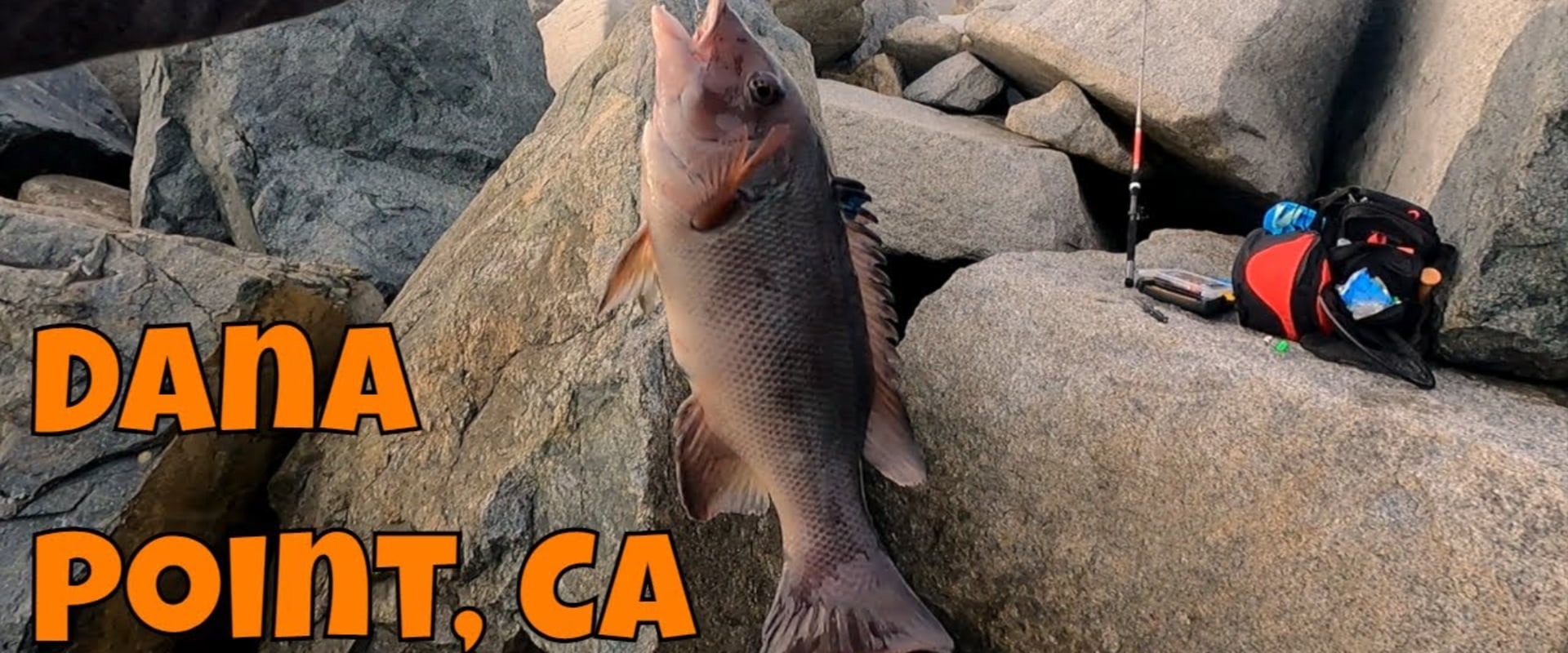 What fish are in dana point?