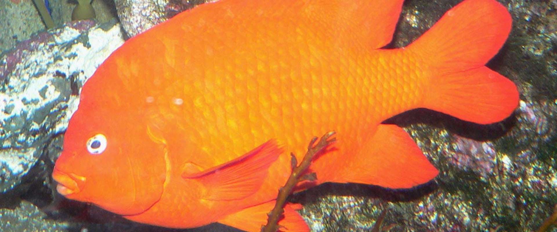 Why are garibaldi fish orange?